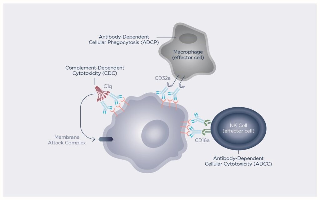 Biological characterization of mAbs: assessment of Fc-mediated effector function - Insights From ...